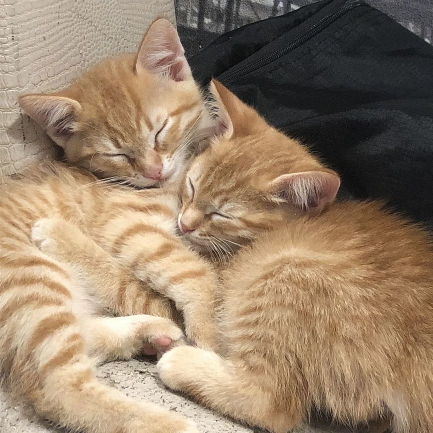 Котята в добрые руки бесплатно Рыжие мальчики