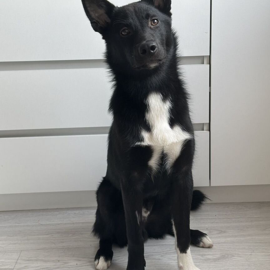 Собака на передержку