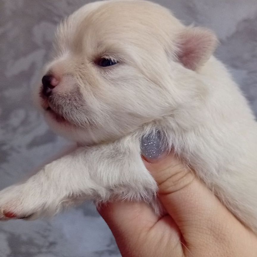 Немецкий шпиц, щенок