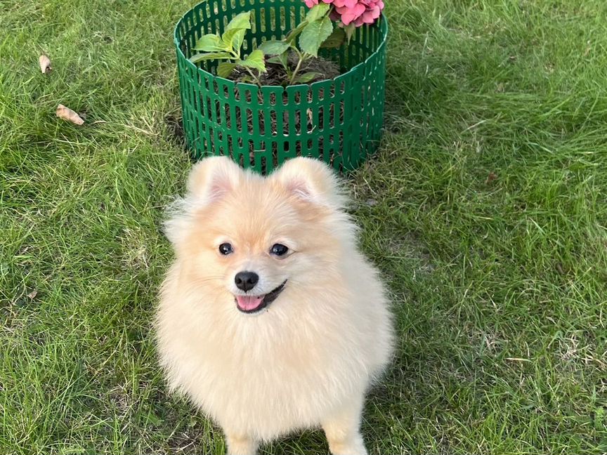 Померанский шпиц