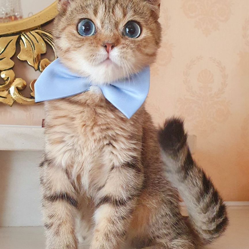 Доминантные голубые глаза