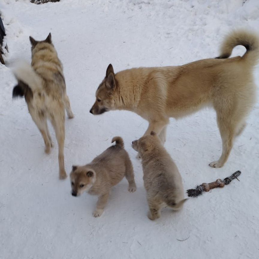 Западносибирская лайка, щенок