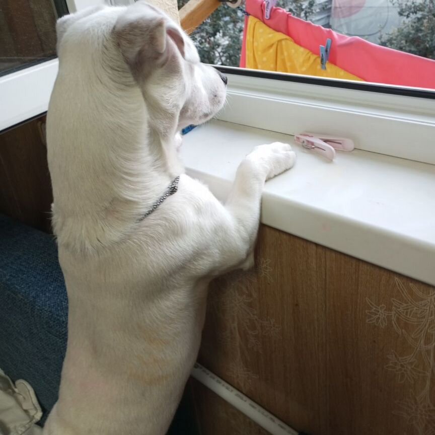 Белый Джек Рассел терьер вязка