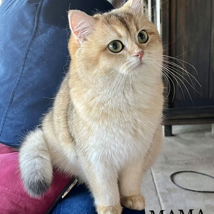 Британские котята золотая шиншилла