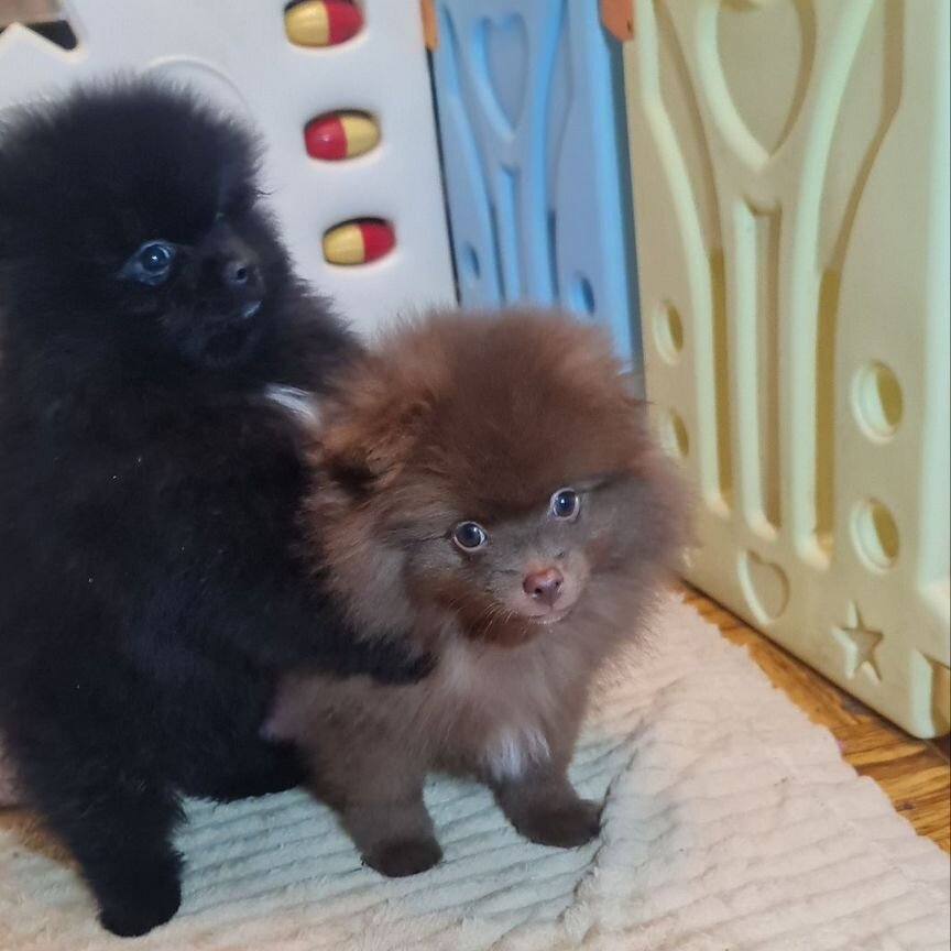 Померанский шпиц