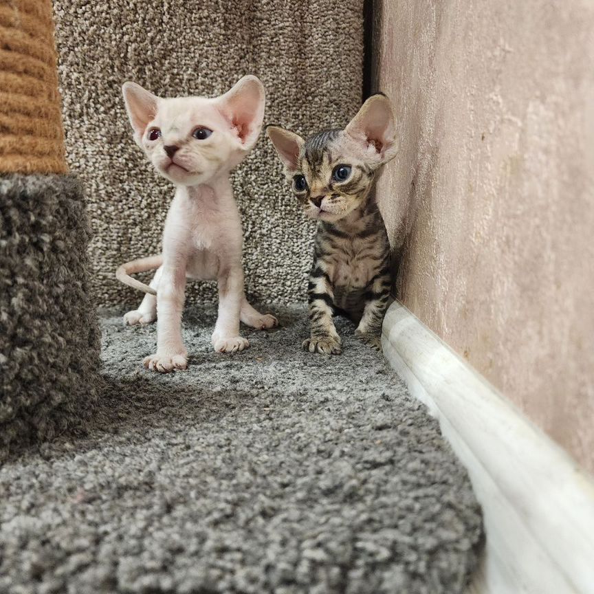 Милые котятки. девон рекс