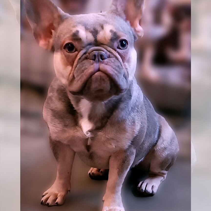 Французский бульдог мини