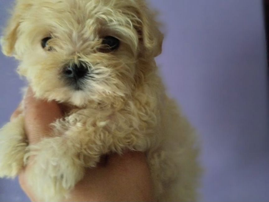 Мальтипу f1, мальчики и девочки - корейские крови