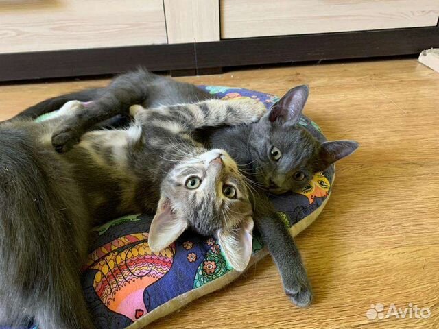 Котята в добрые руки 3 месяца