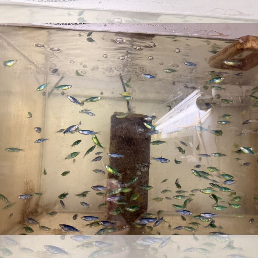 Аквариумные рыбки Данио,телескопы,золотые,пицилии