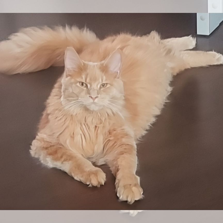 Мейн-кун котёнок