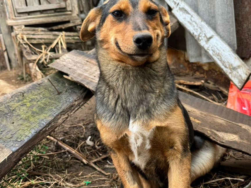 Собака девочка