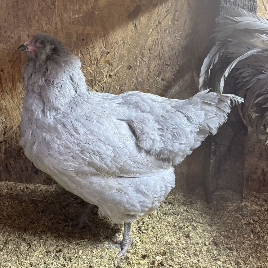 Куры Амерауканы-семья