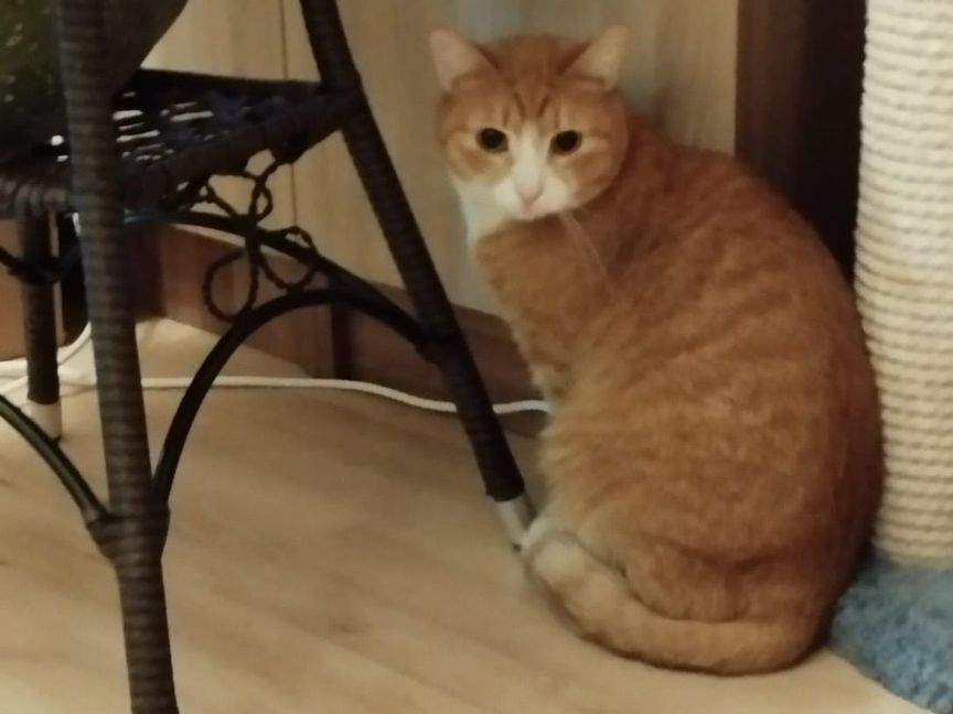 Кот уже год ищет дом