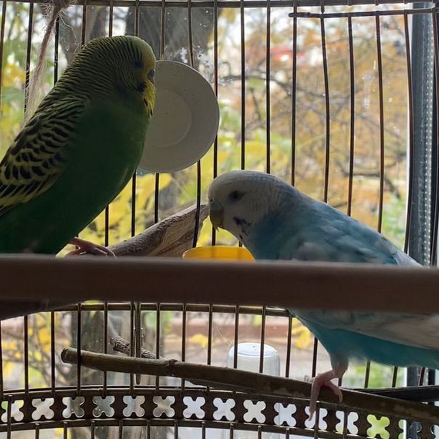 Пара волнистых попугев