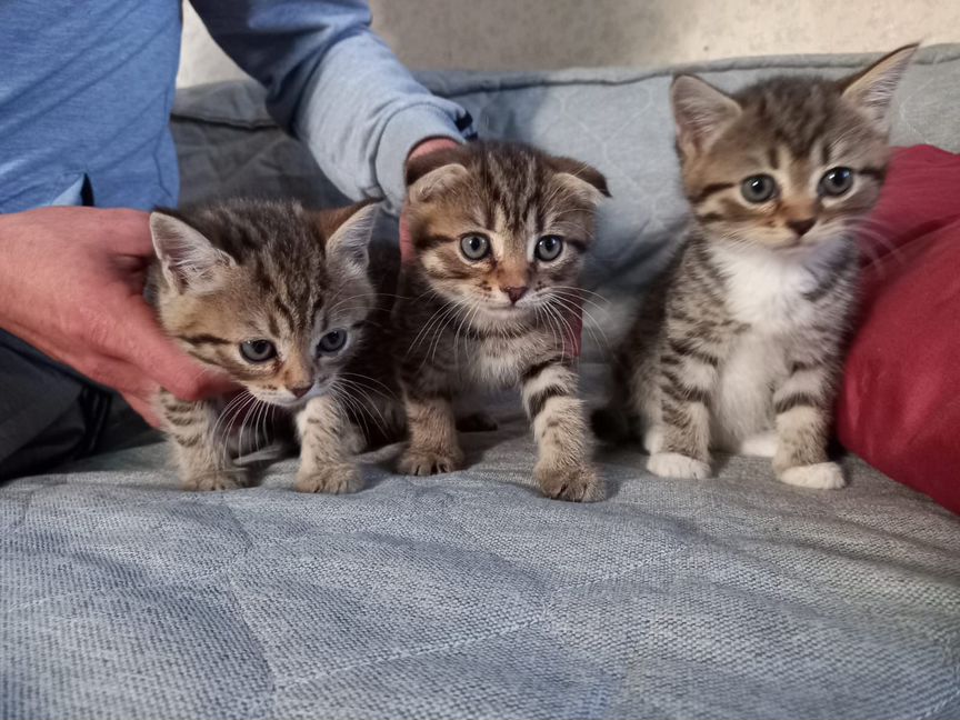Кошка