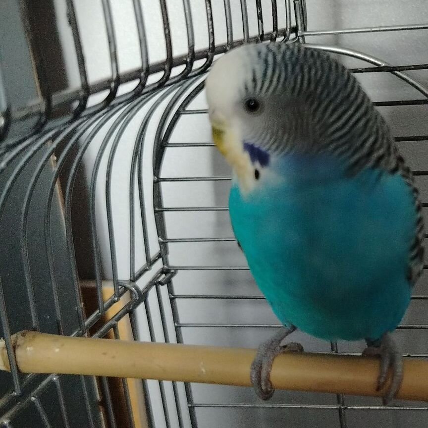 Волнистый попугай