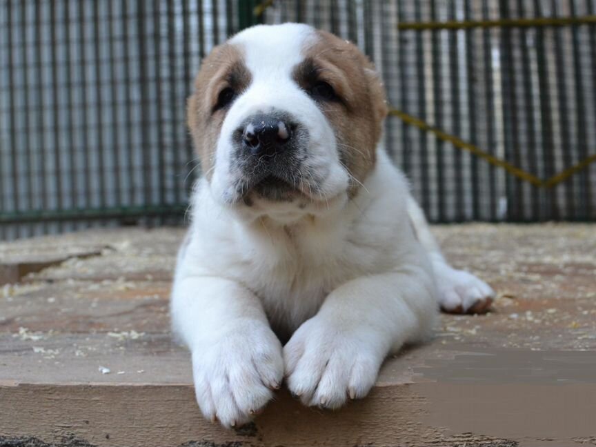 Щеночек колобочек