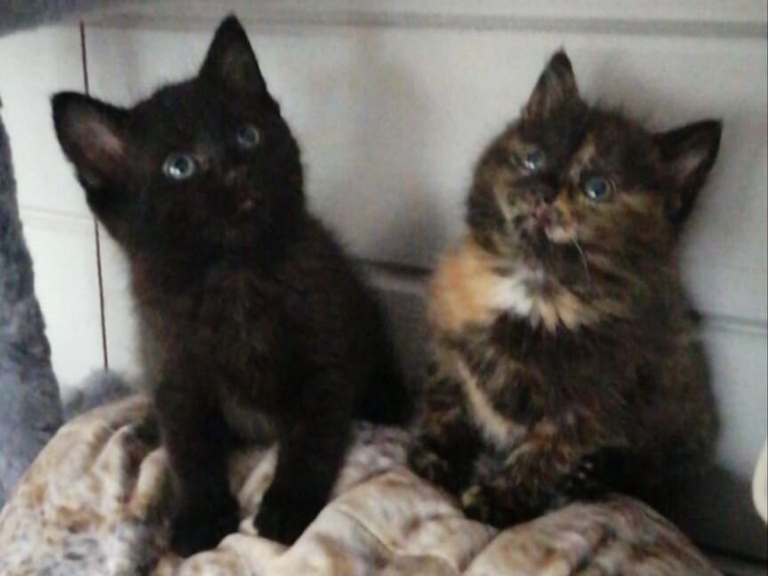 Котята девочки в добрые руки
