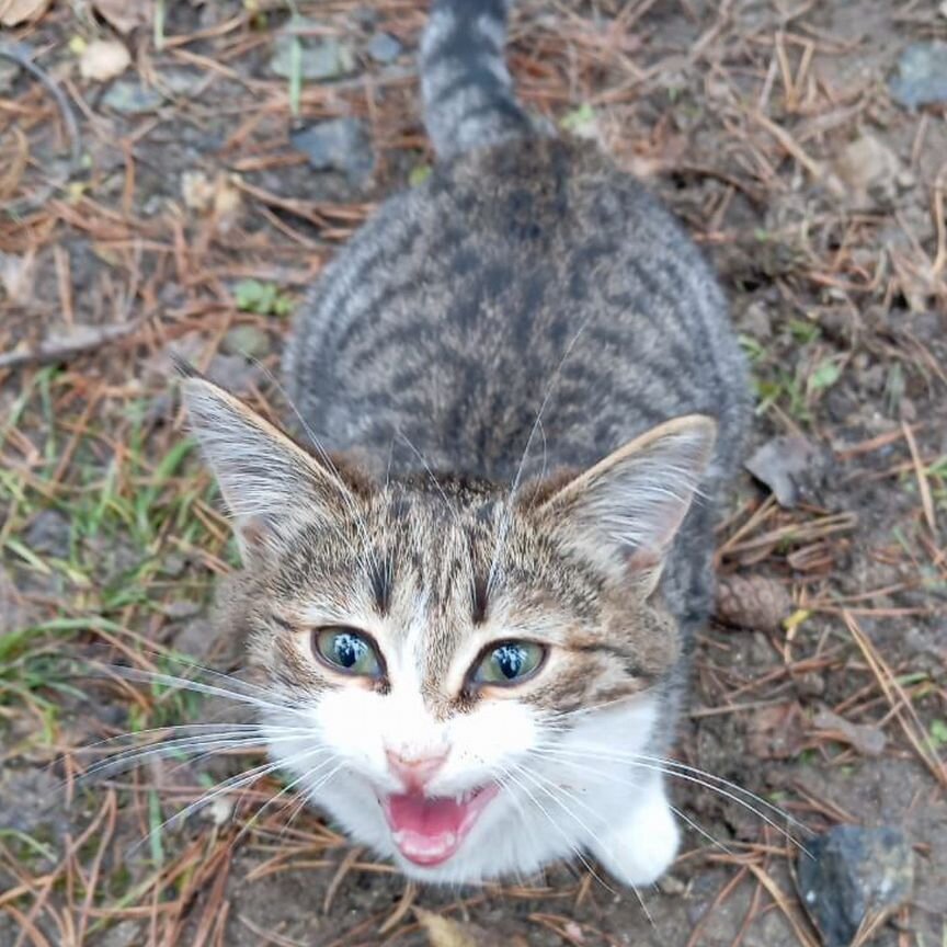 Котёнок в добрые руки