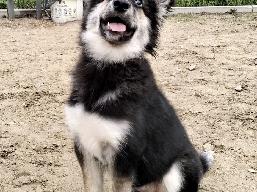 Щенок в добрые руки бесплатно