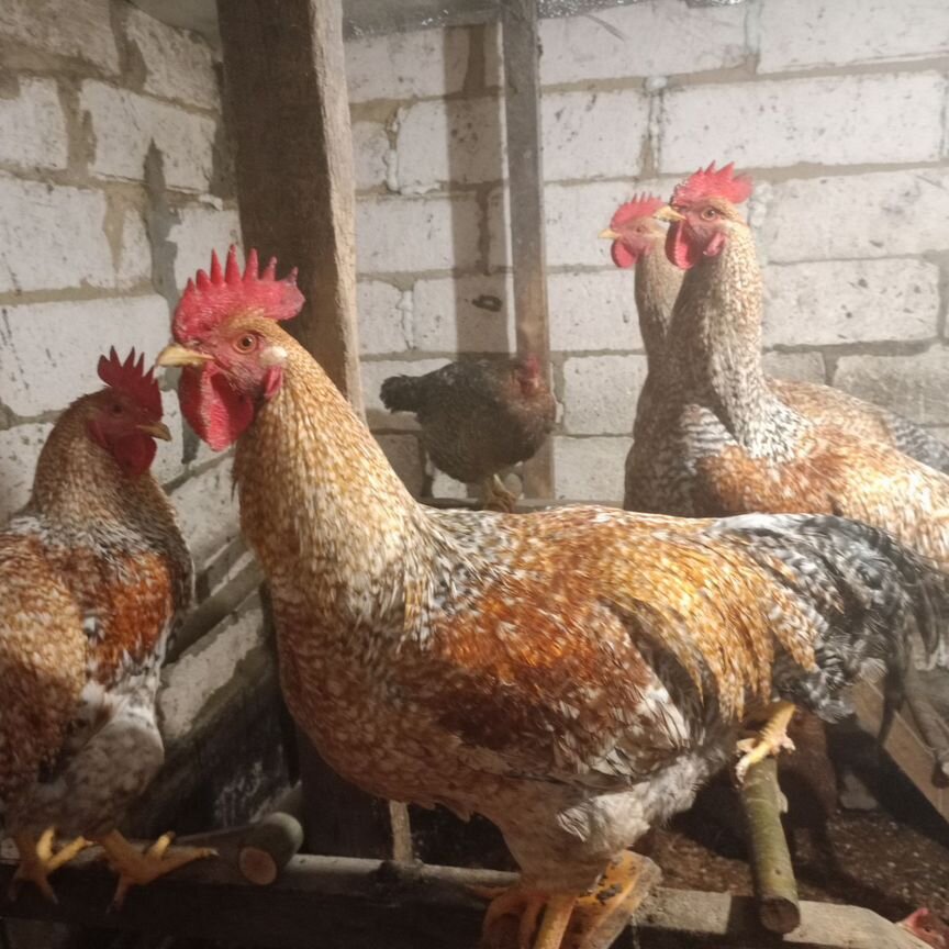 Петухи билифельдеры