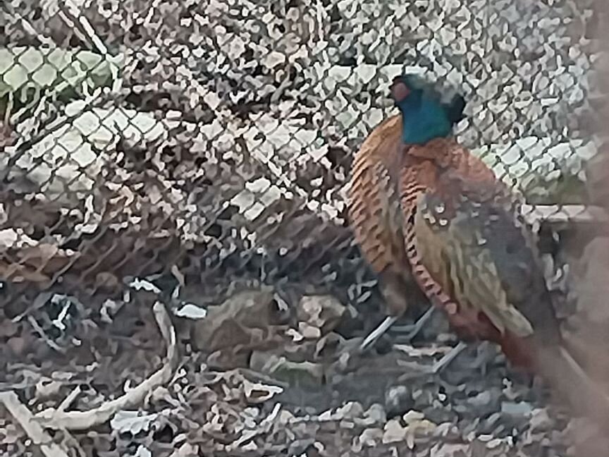 Фазаны Дикие