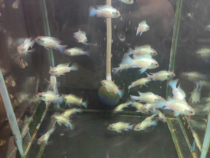 Неоновая акара московские