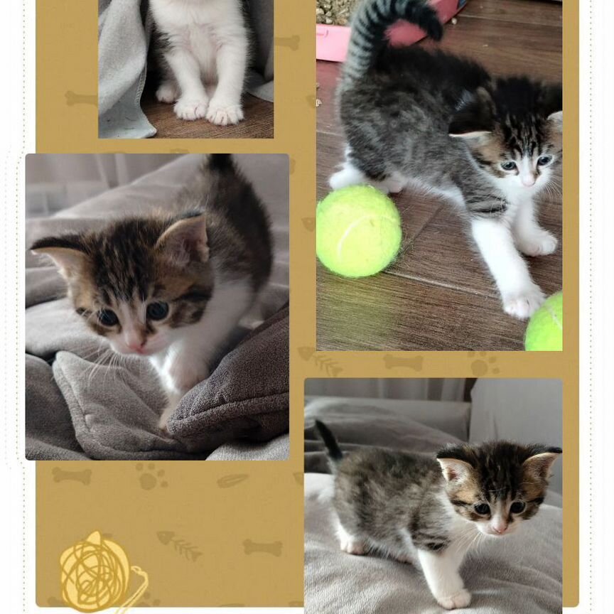 Котята в добрые руки