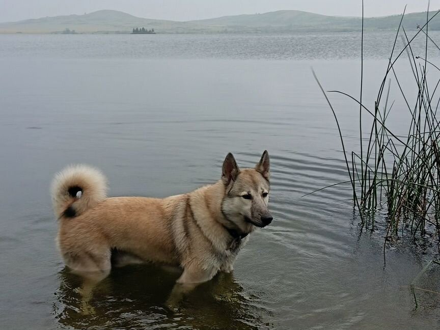 Кобель зсл для вязки