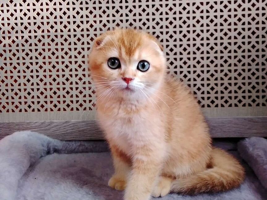 Золотая шиншилла с родословной