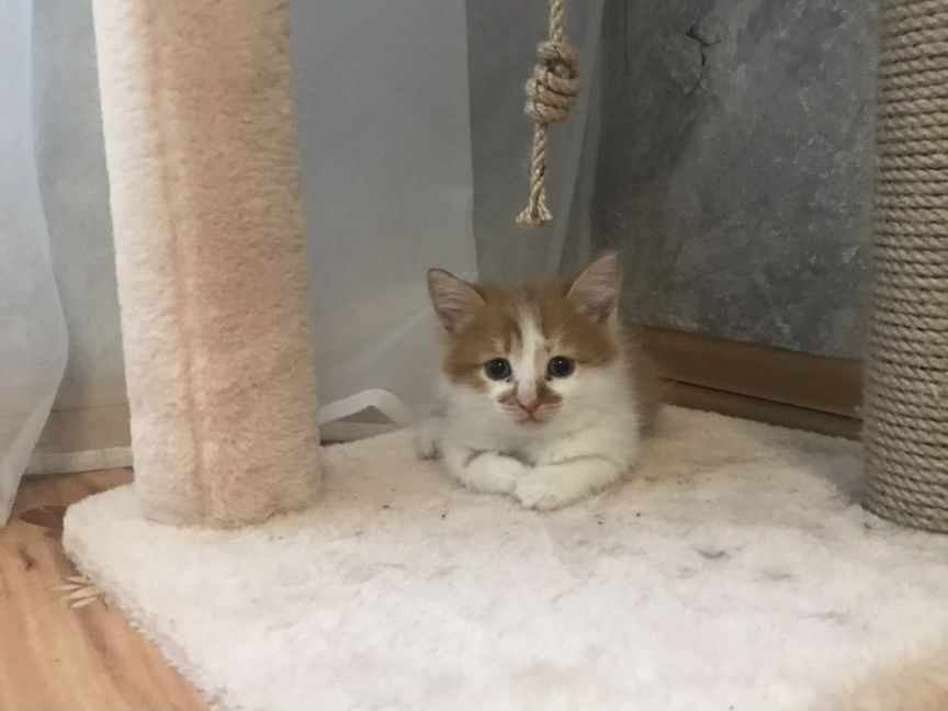 Котенок в добрые руки