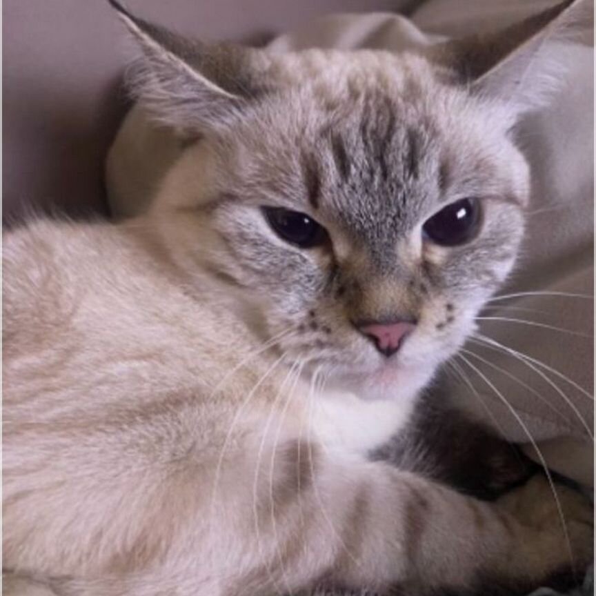 Кошка