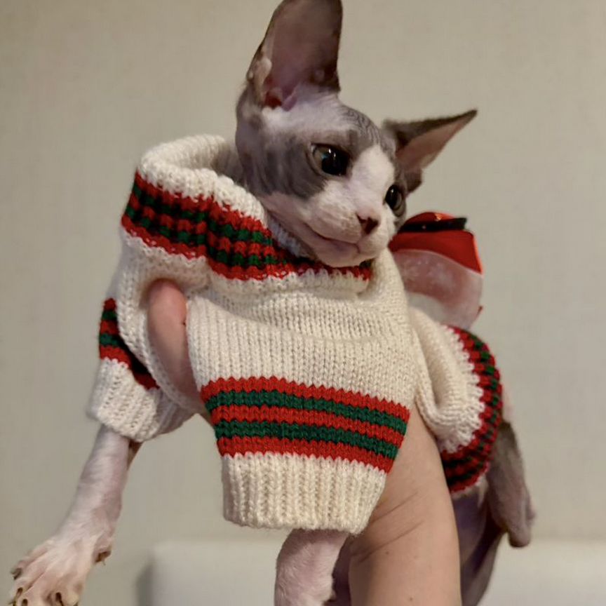 Канадский сфинкс котёнок