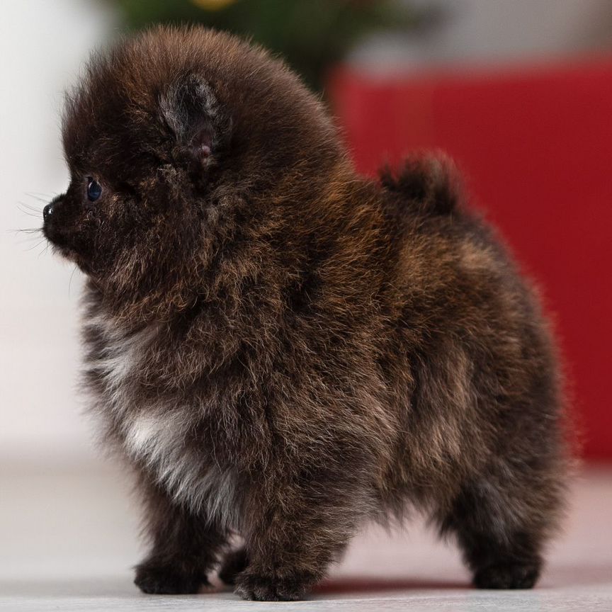 Померанский шпиц, щенок