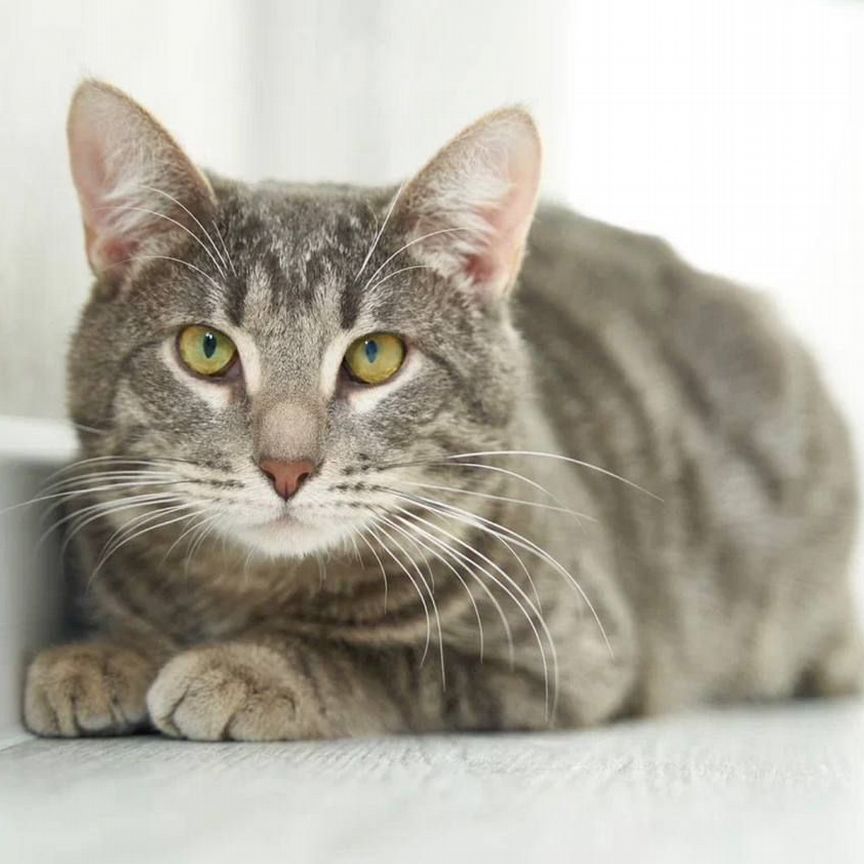 Взрослый кот в добрые руки