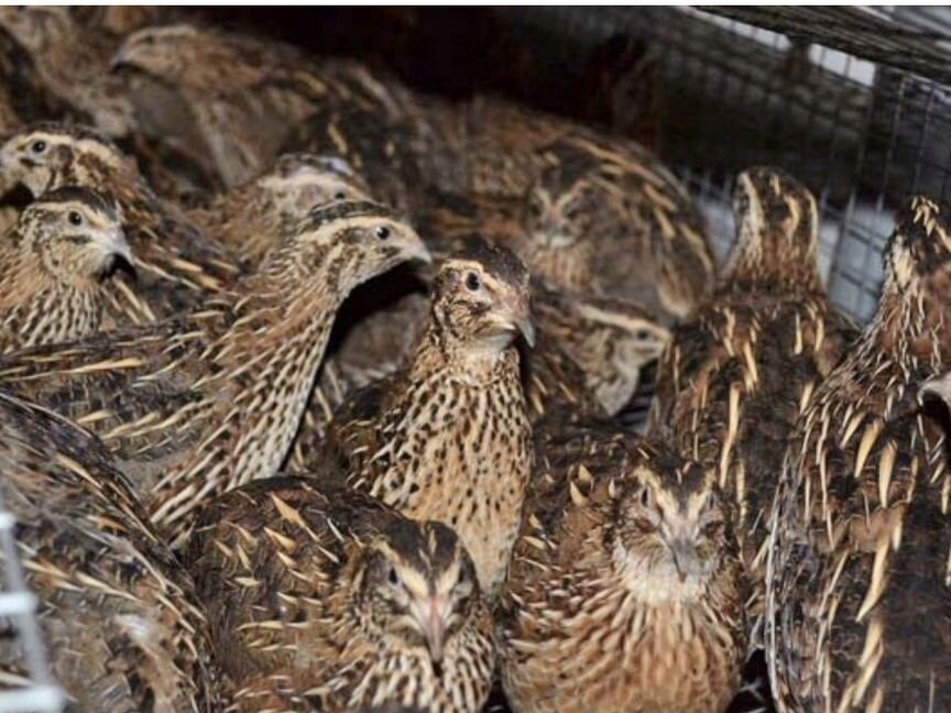 Перепела продажа