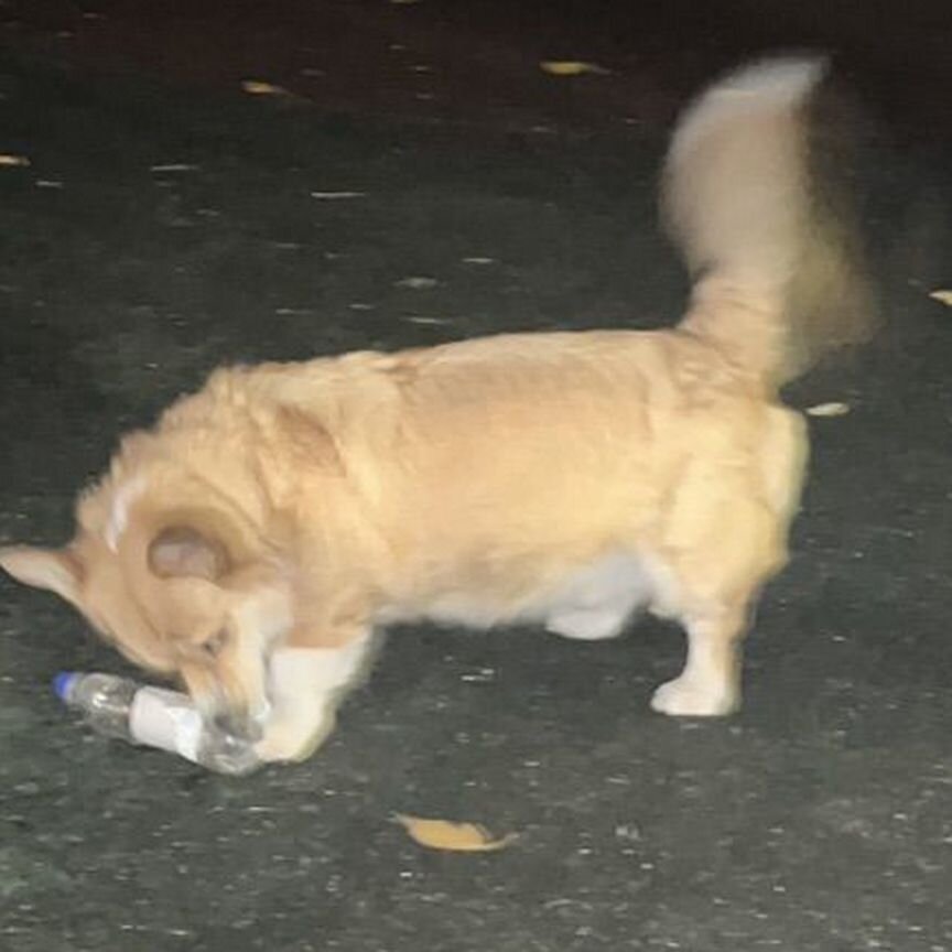 Вельш Корги Пемброк, взрослый пёс