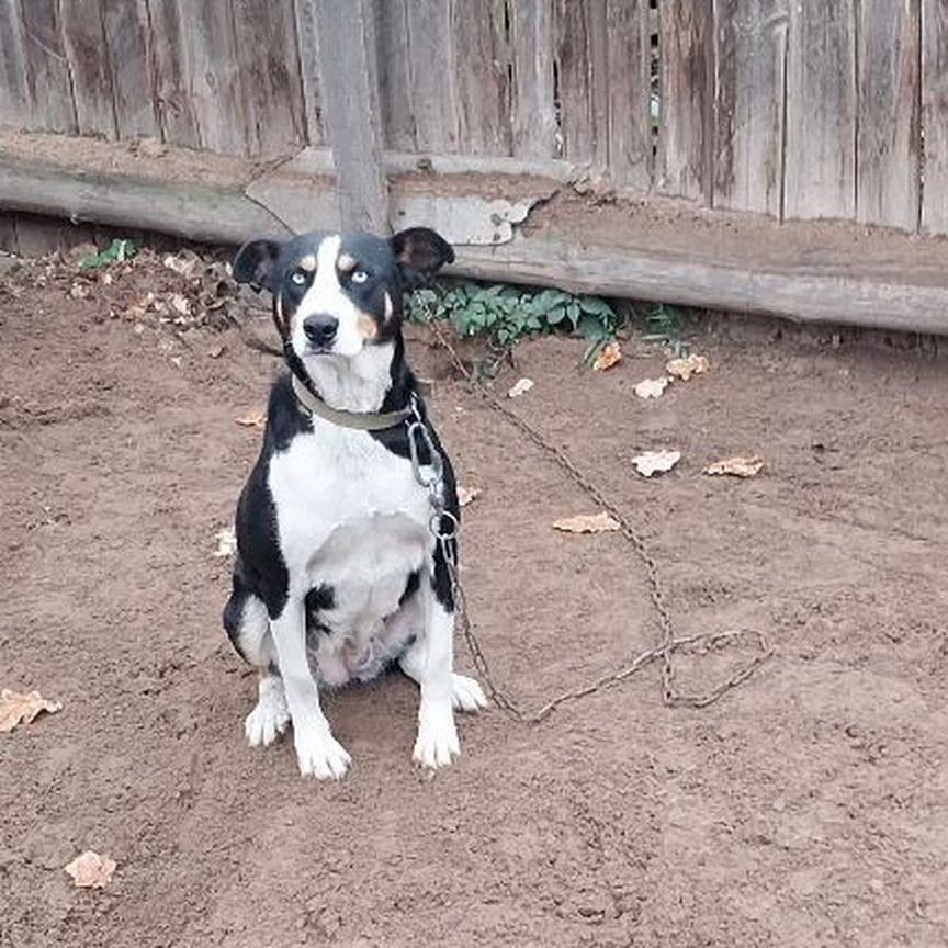 Отдам в добрые руки собаку