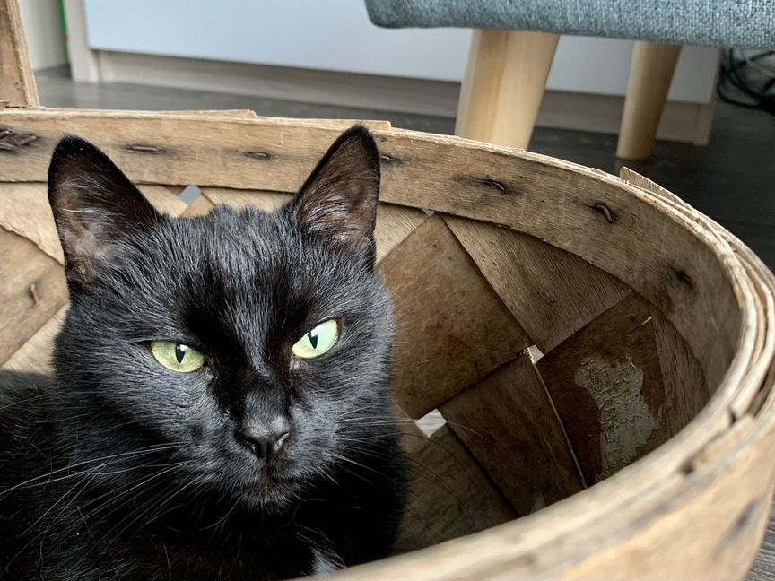 Кошечка черная Шубка