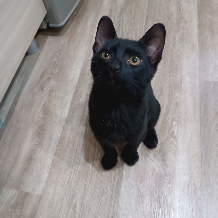 Котик в хорошие руки