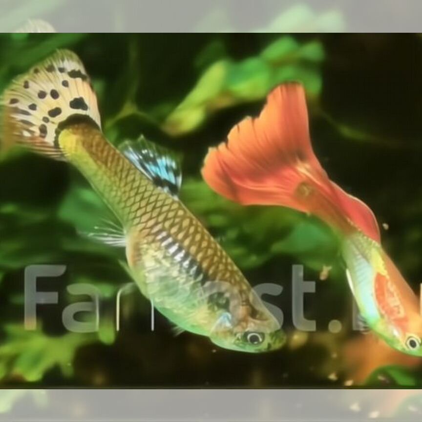 Аквариумные рыбки гуппи и улитки Хелена