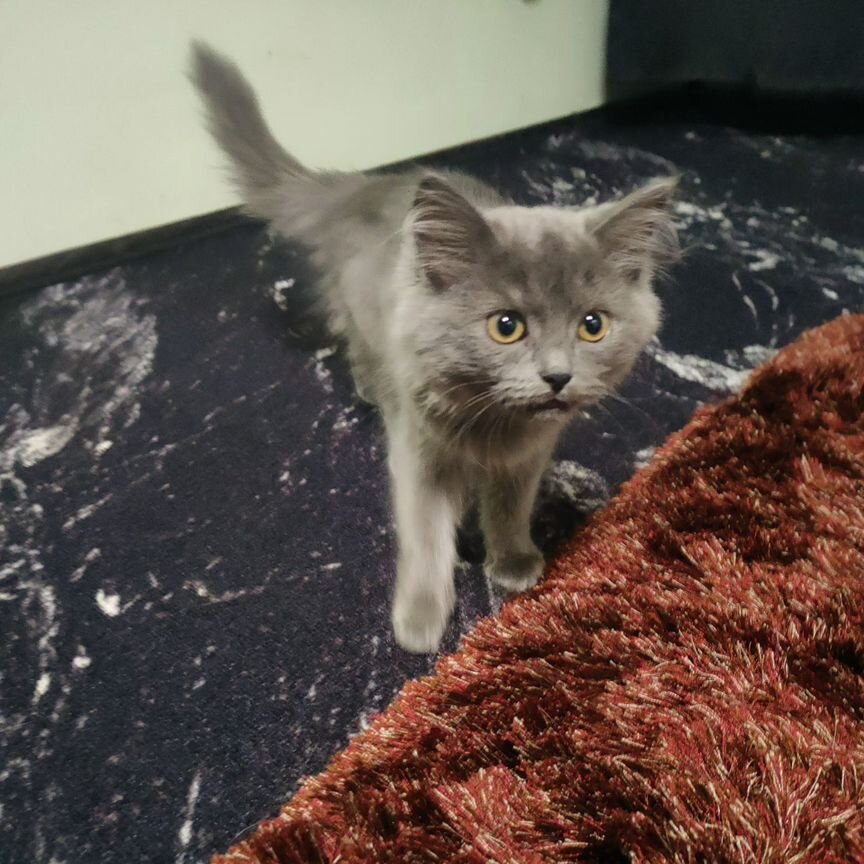 Нибелунг котёнок