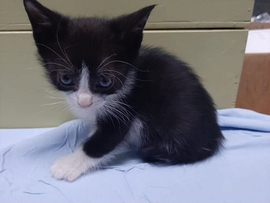 Котенок в поисках семьи