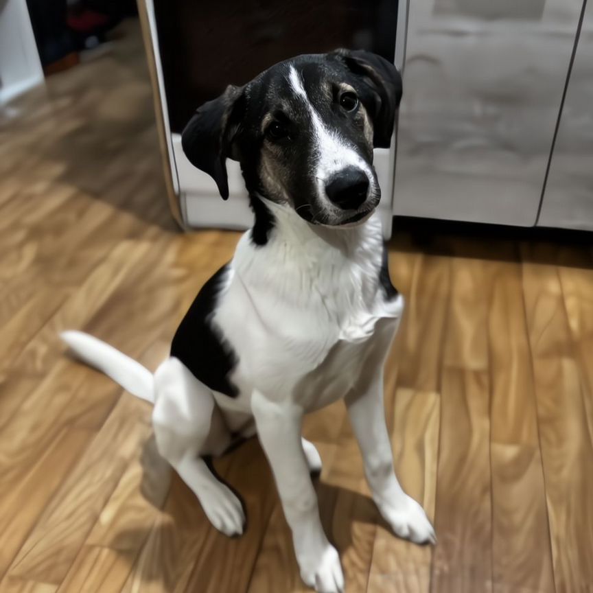 Щенок в добрые руки