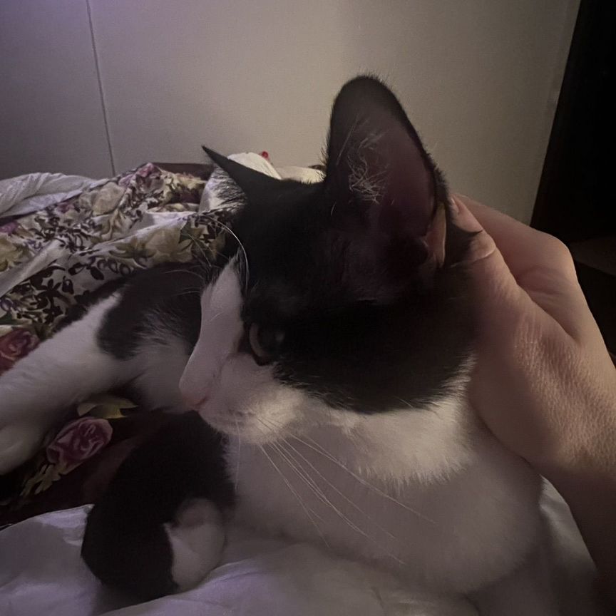 Котик в добрые руки