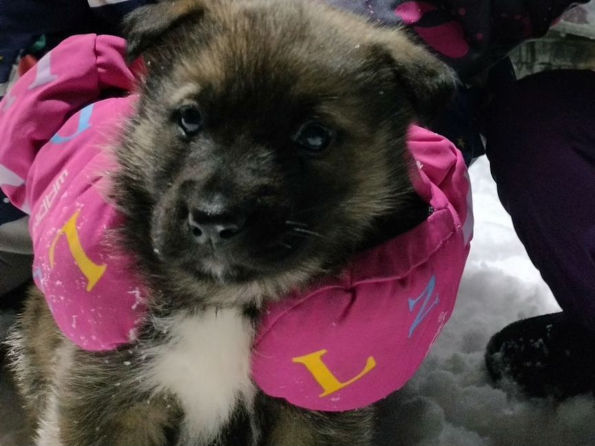 Щенок немецкой овчарки, помесь