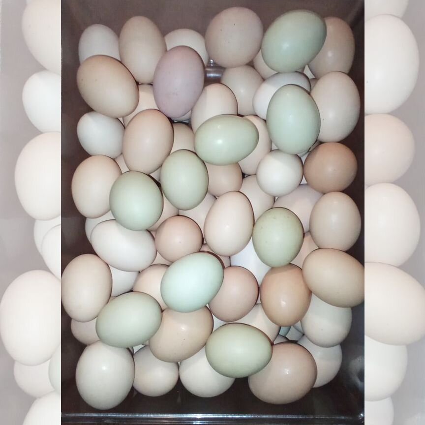 Домашние куриные яйца