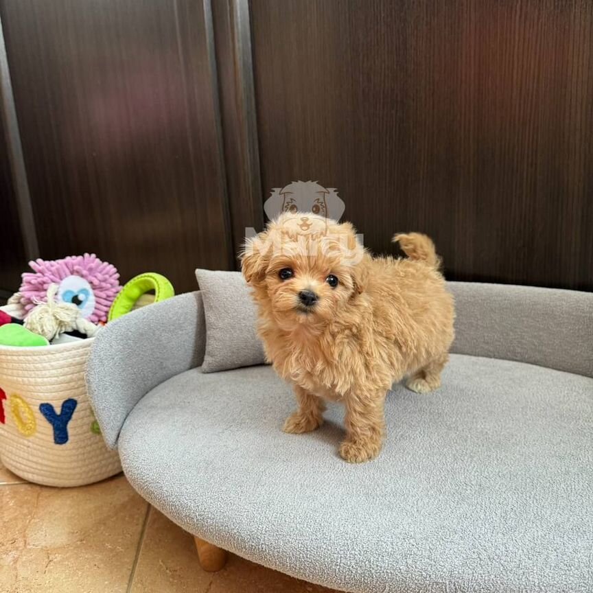 Мальтипу f1 mini девочка