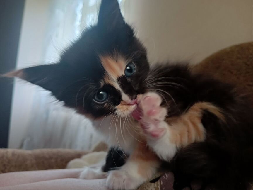 Котята мейн-кун